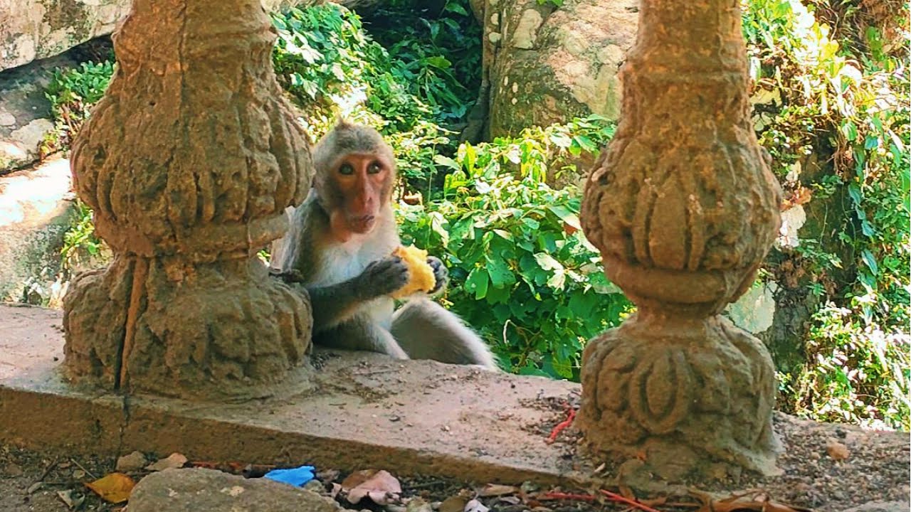 So Adorable Baby monkey get bread eat very delicious - YouTube