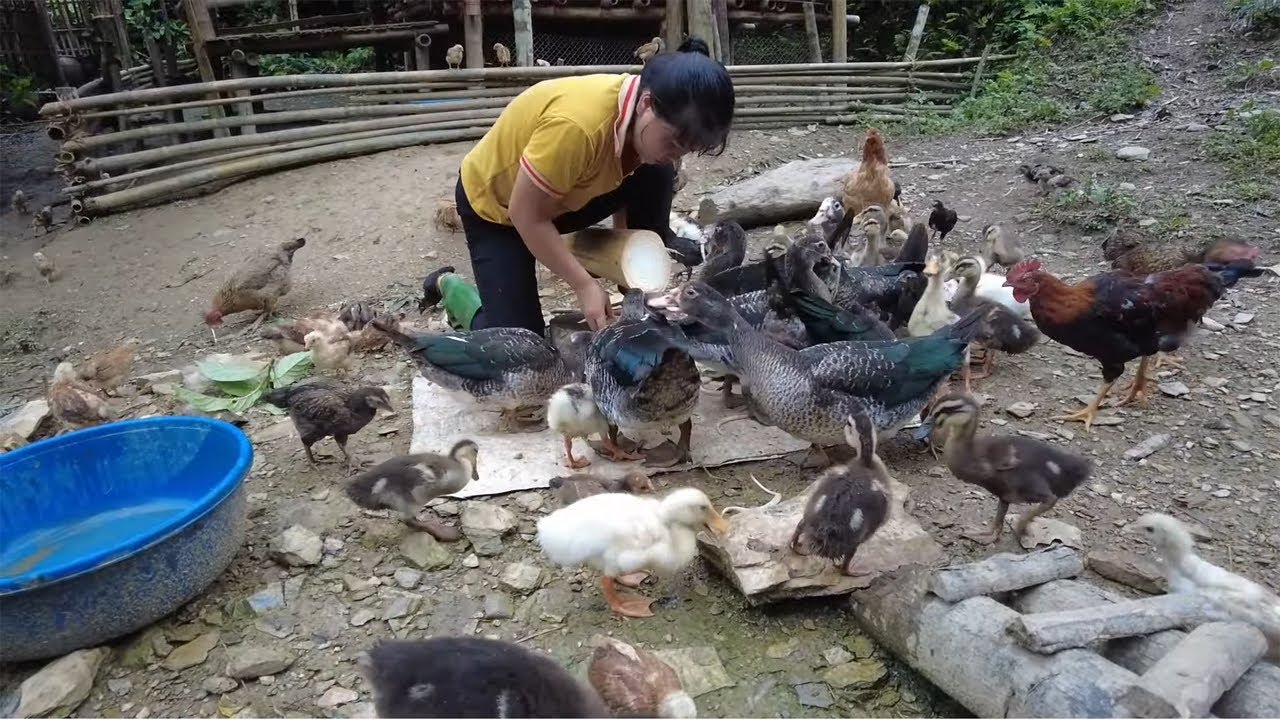 Building Farm New Life - Find banana tree and taro food for pigs, duck ...