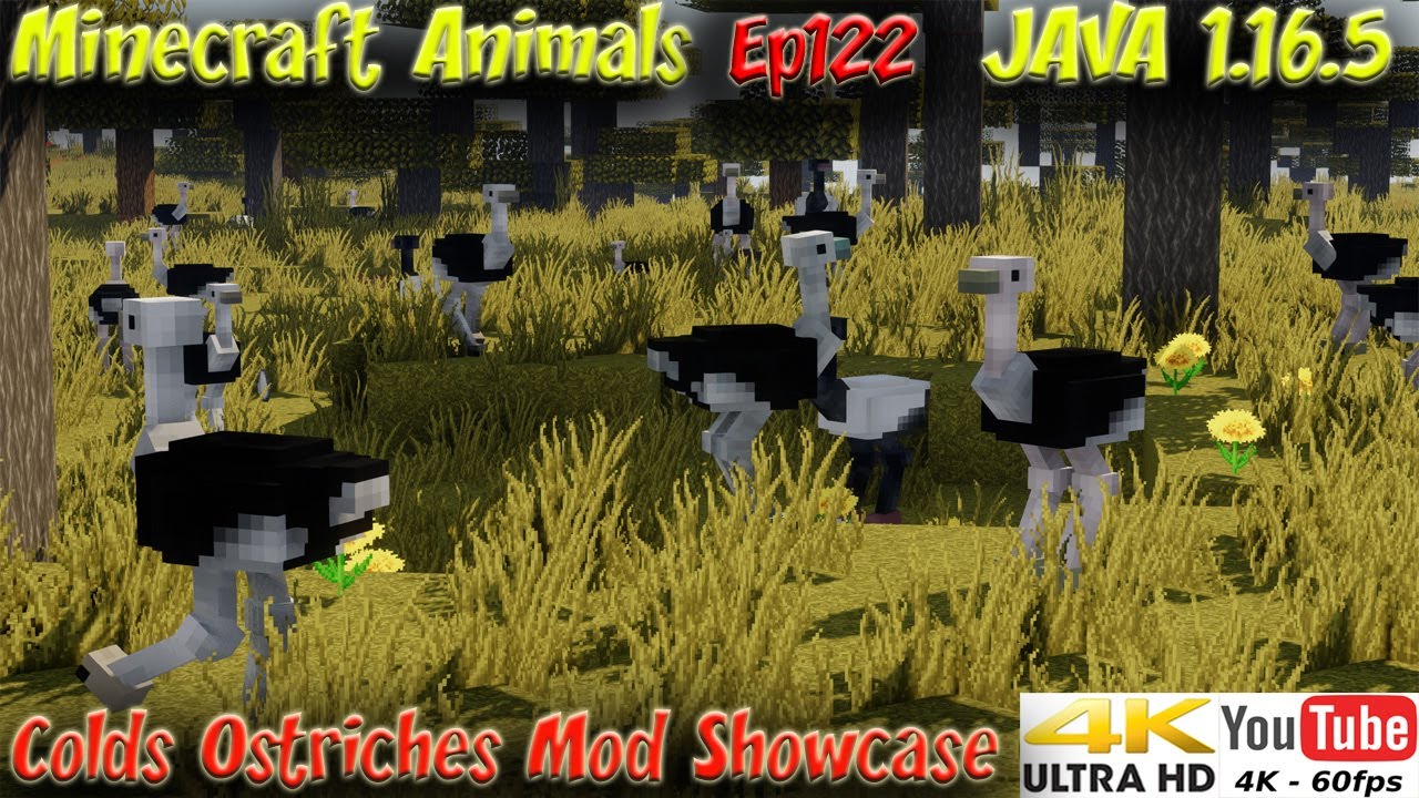 Colds Ostriches Mod Showcase JAVA 1.16.5 1.16.4 Minecraft Animals Ep122 ...