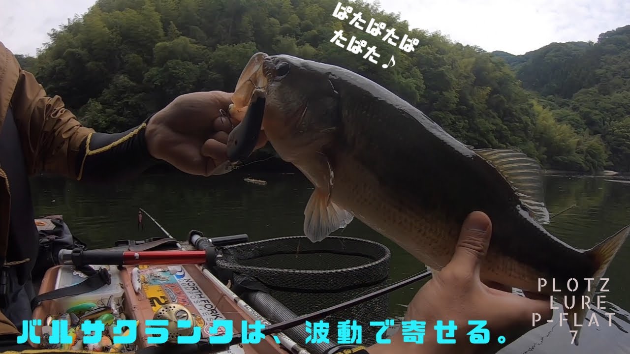 バルサクランクは波動で寄せる。初夏のクランクベイト PLOTZ LURE [P-FLAT 7] - YouTube