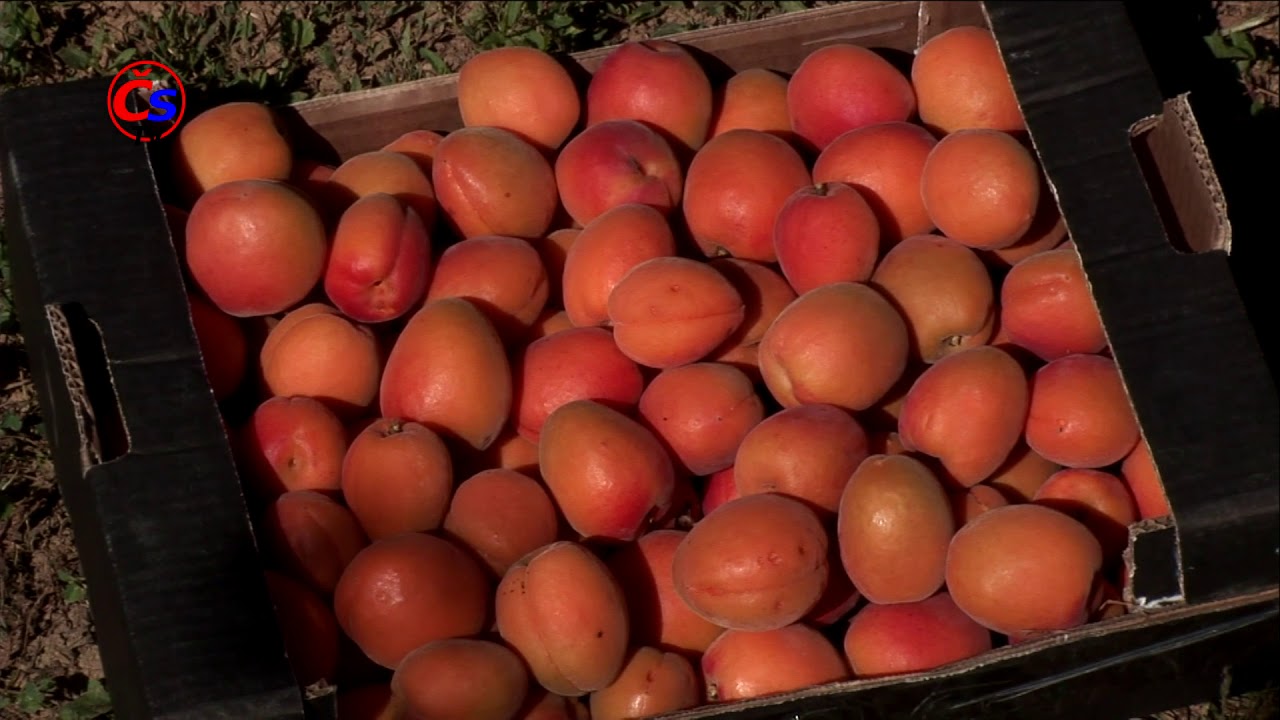 Čachtice dnes 4.7.2019 Samozber marhúľ - YouTube