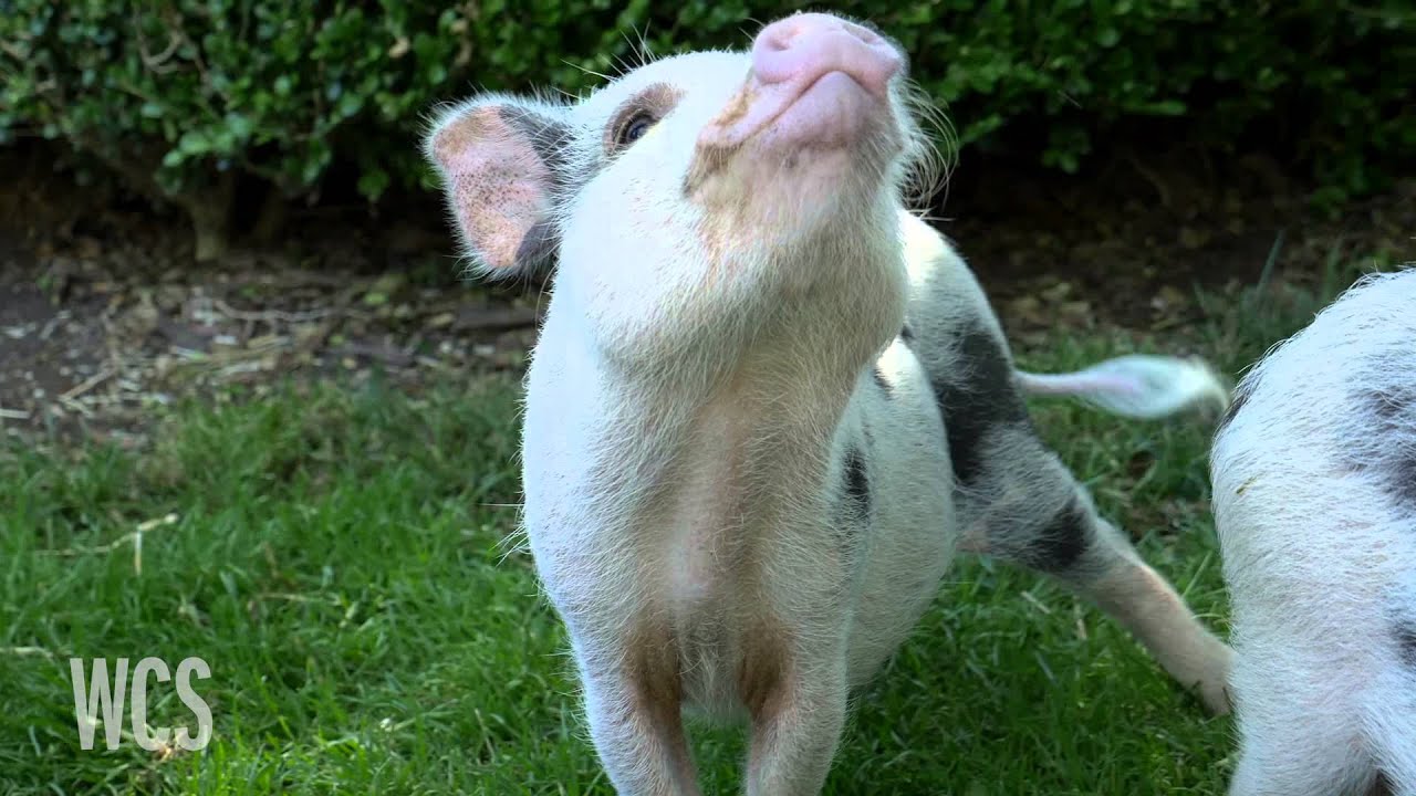 Juliana Pigs Indoor Pets What Is An American Mini Pig?