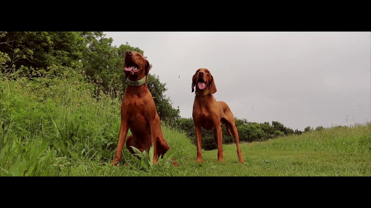 Walkies - A short video from a dog walk - YouTube