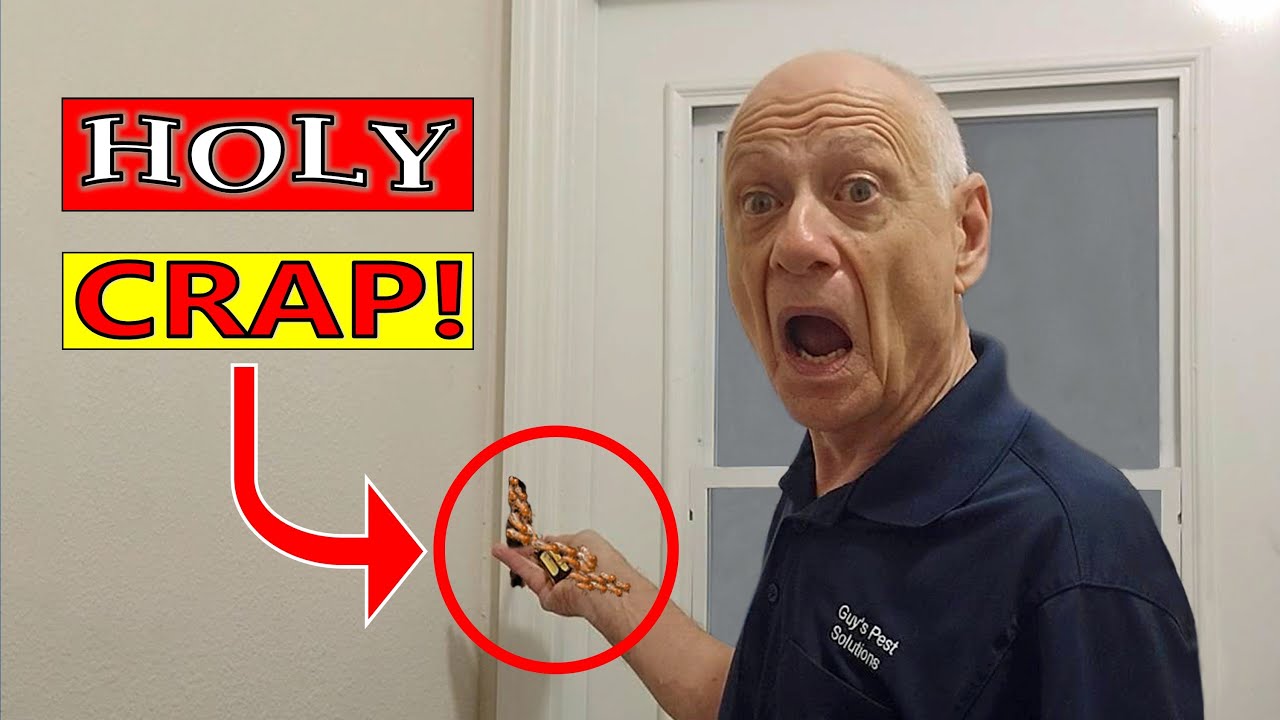 ULTIMATE DIY Termite Inspection Guide - AMAZING - Find Termites ...