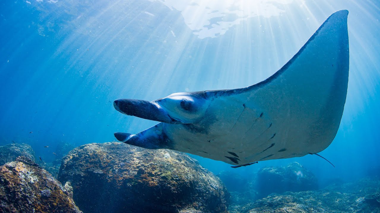 Flying Mantas - YouTube