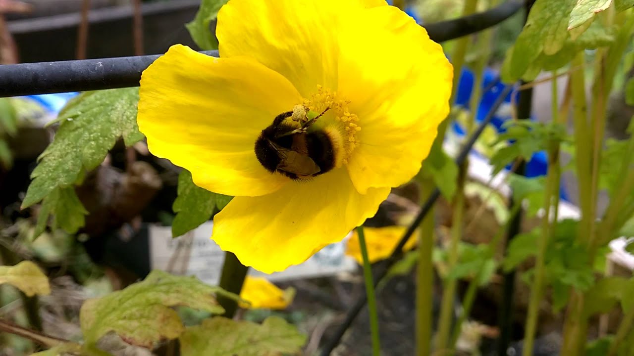 Bumble Bee vibrating to release pollen - YouTube