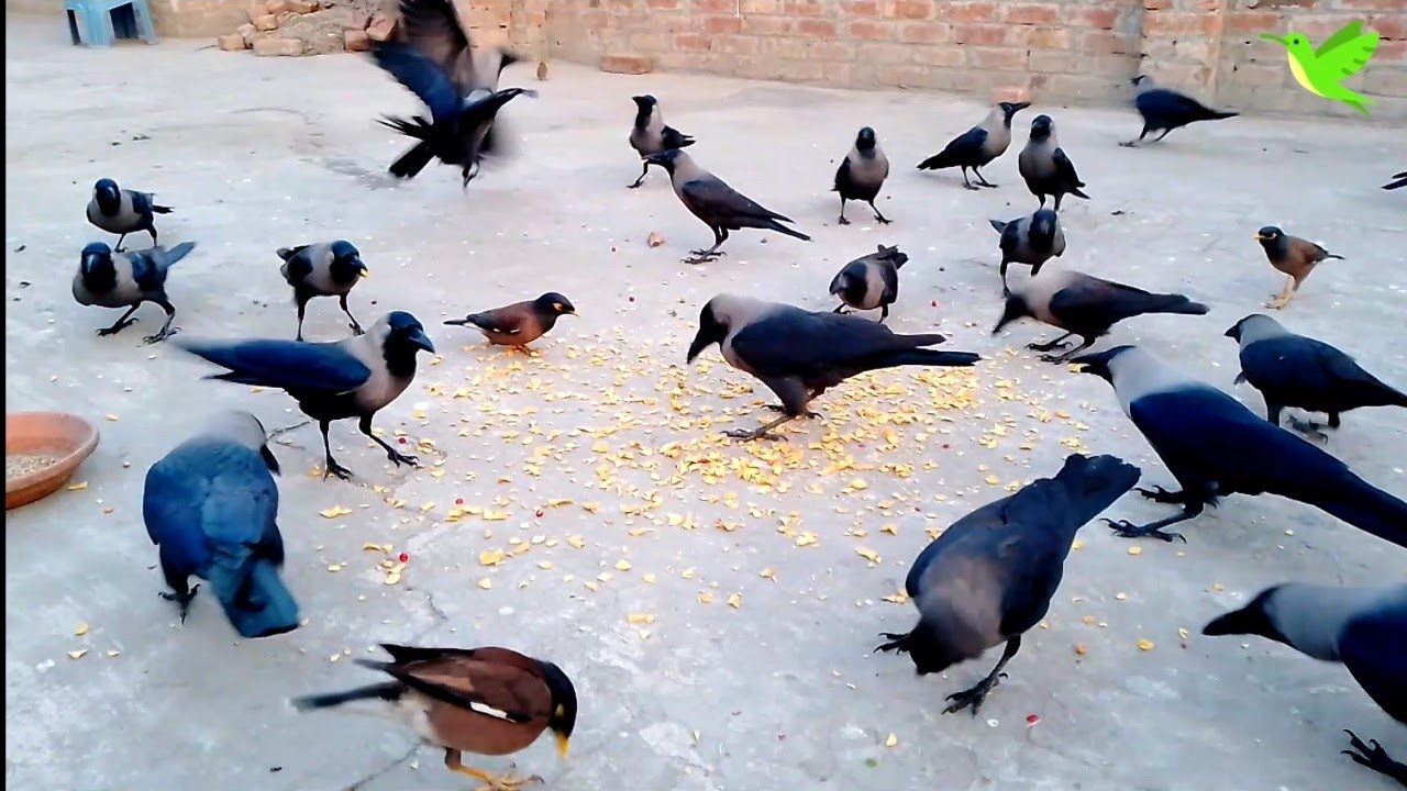 Clever Crows brutal attack on food | Beautiful crows sounds - YouTube