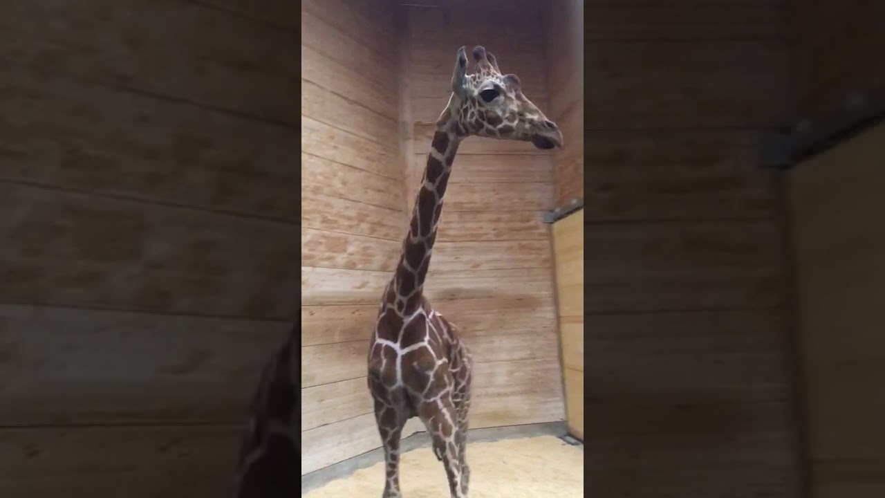 Giraffe Zarafa erkundet ihre neue Box - YouTube