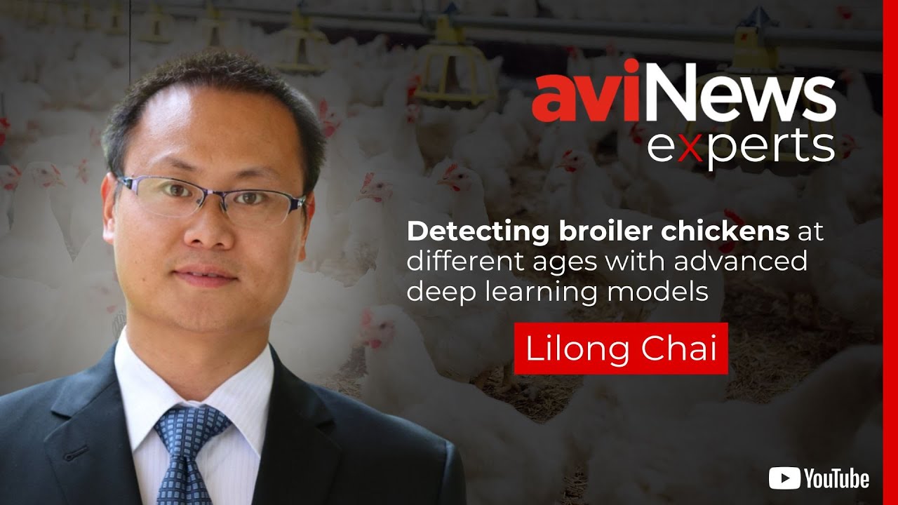 Interview with Lilong Chai: "Detecting broiler chickens at different ...