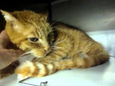 Amazing Declawed Orange Tabby LUIGI Left Behind at Shelter -- needs you ...