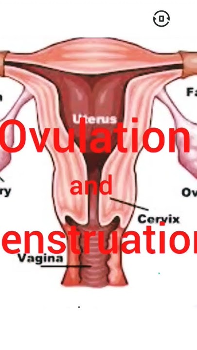 Female Reproductive System Ll लड़की मे Period कियो होता है Shorts