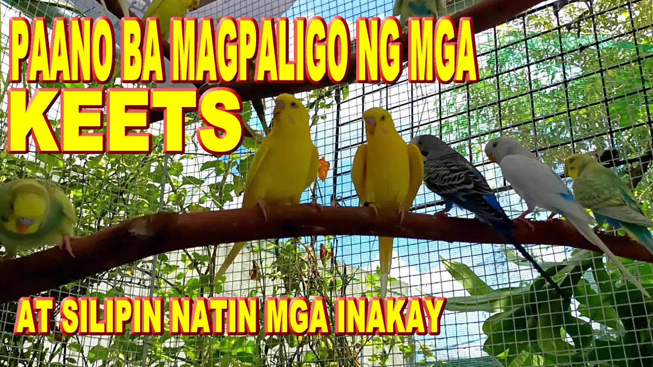 paano natin pinapaliguan ang mga keets - YouTube