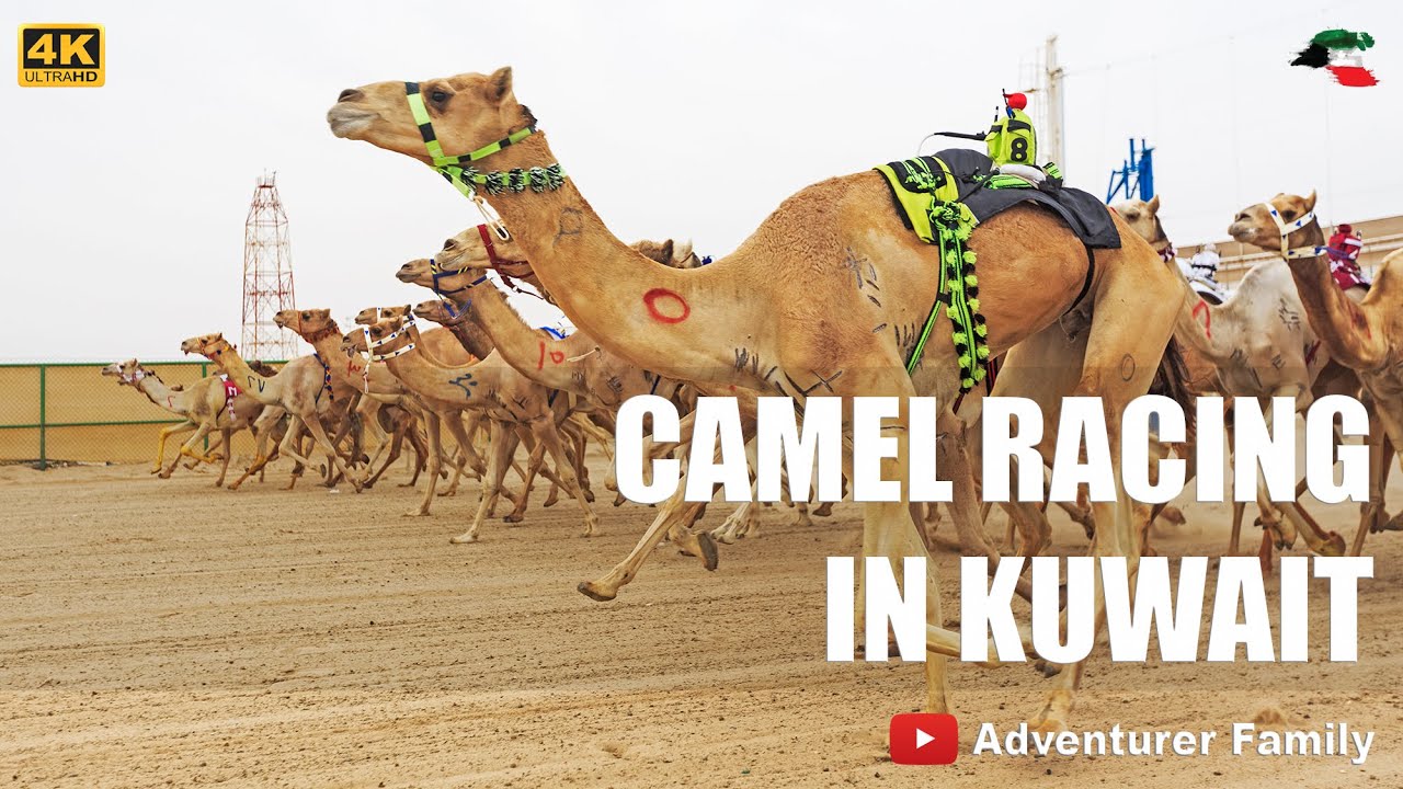 কুয়েতে উটের দৌড় l Million Dollar Camel Racing in Kuwait l Explore ...