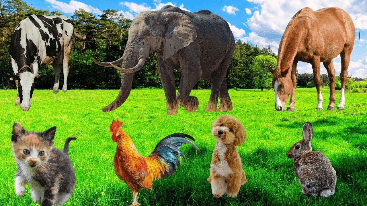 Collection of Cute Little Animals: Elephant, Cat, Puppy, Kitten, Goat ...