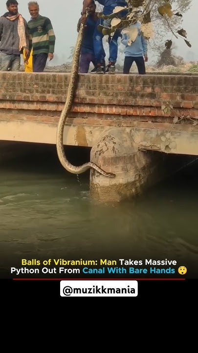 Viral in India, a man bravely pulling a massive python from a canal ...