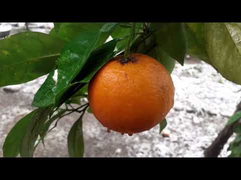 Boradigahda ilk qar sevinci.20.01.2022.