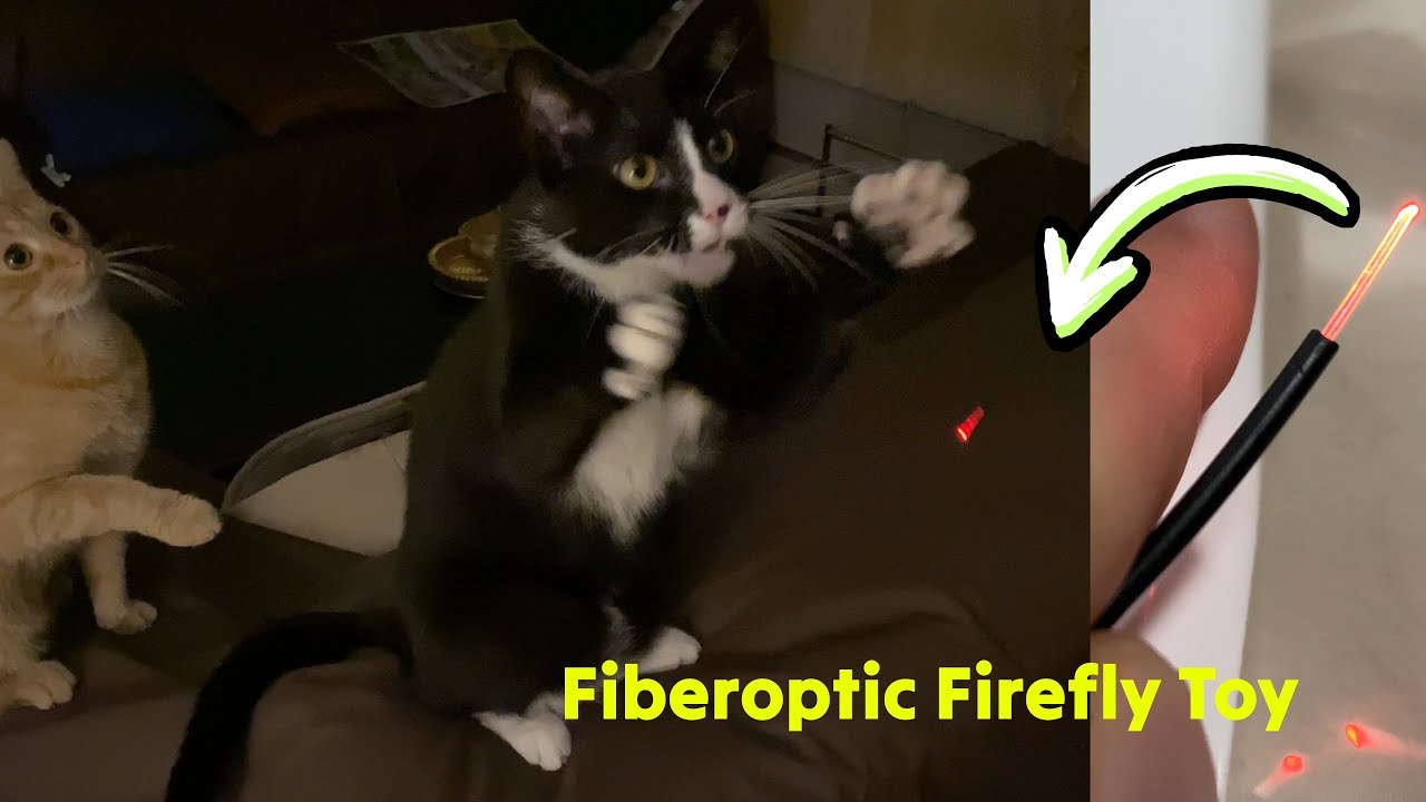 BAEKOKO Firefly Addictive Fiber Optic Cat Toy 🐈 @gadgetify - YouTube