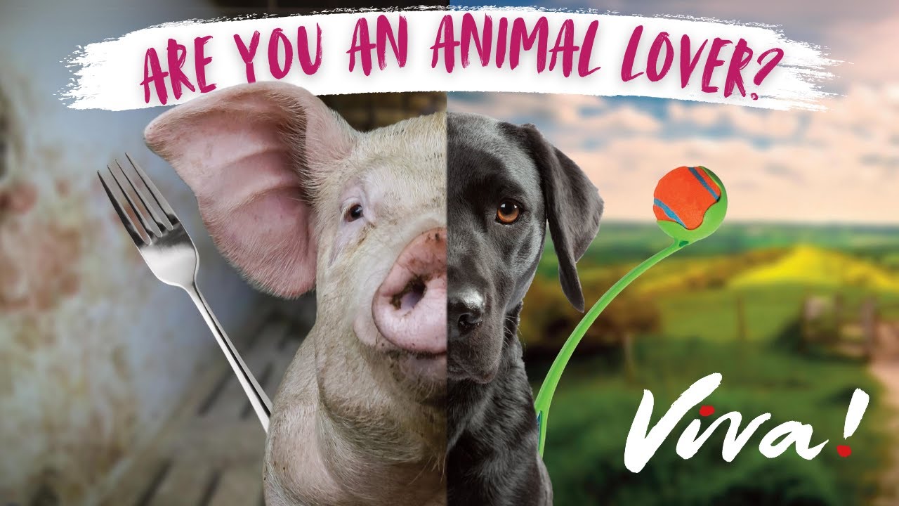 CAMPAIGN LAUNCH: Are You an Animal Lover? - YouTube