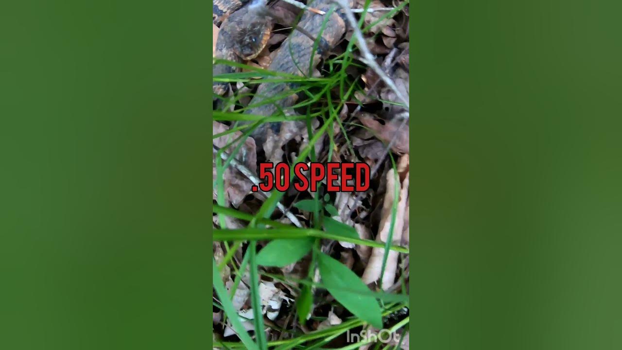 snake attacks camera at insanely fast speed #carsonthetrapper - YouTube