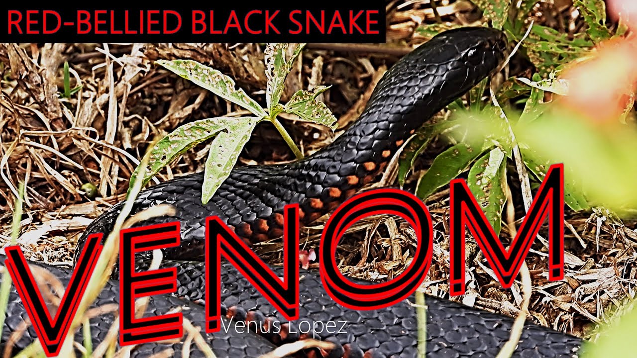 🐍😵RED-BELLIED BLACK SNAKE: BIG FAT VENOMOUS SNAKE BASKING! REPTILE ...