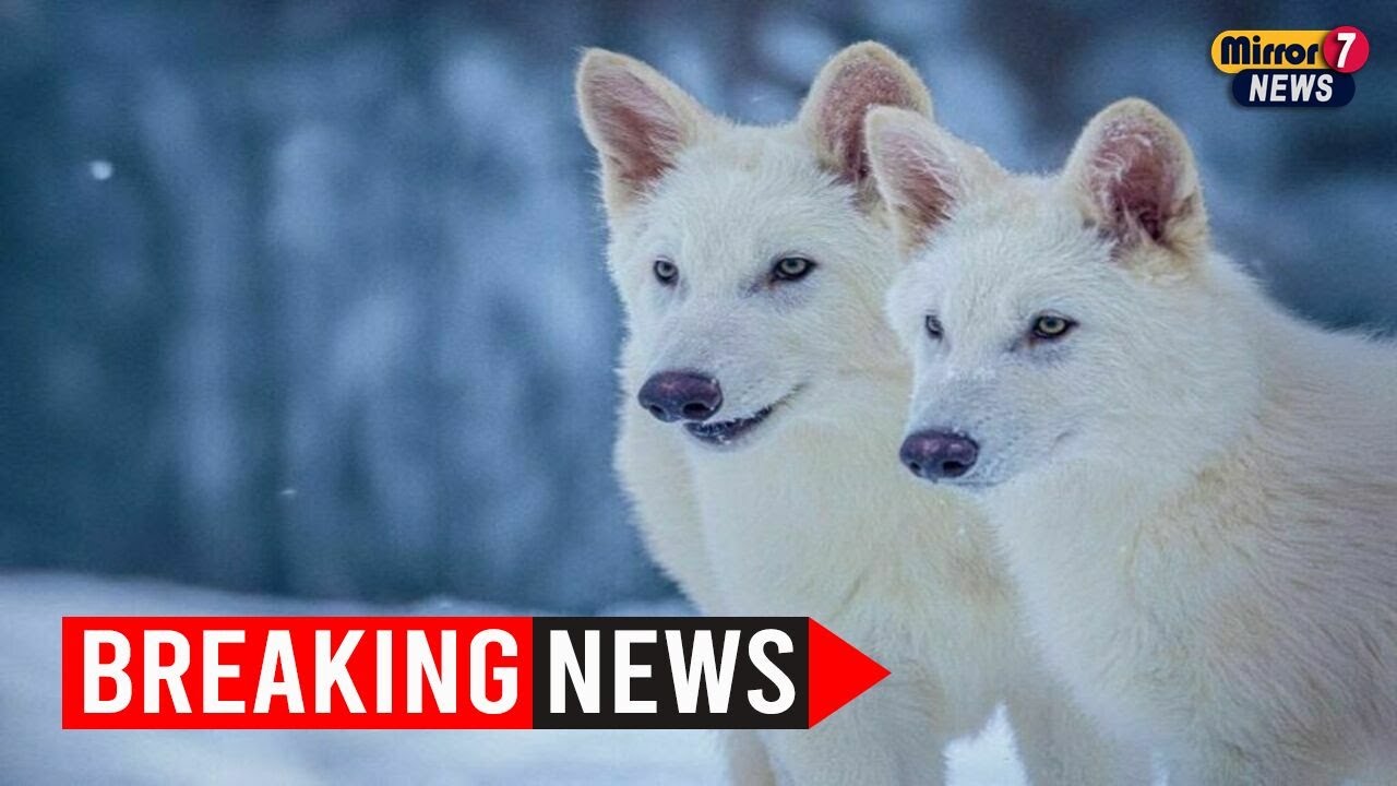 Dire Wolves Return: First Extinct Animal Resurrected by Scientists - YouTube