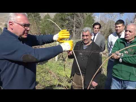 BAĞ BUDAMA, BAĞLARDA YÜKSEK VERİM, KALİTELİ ÜZÜM