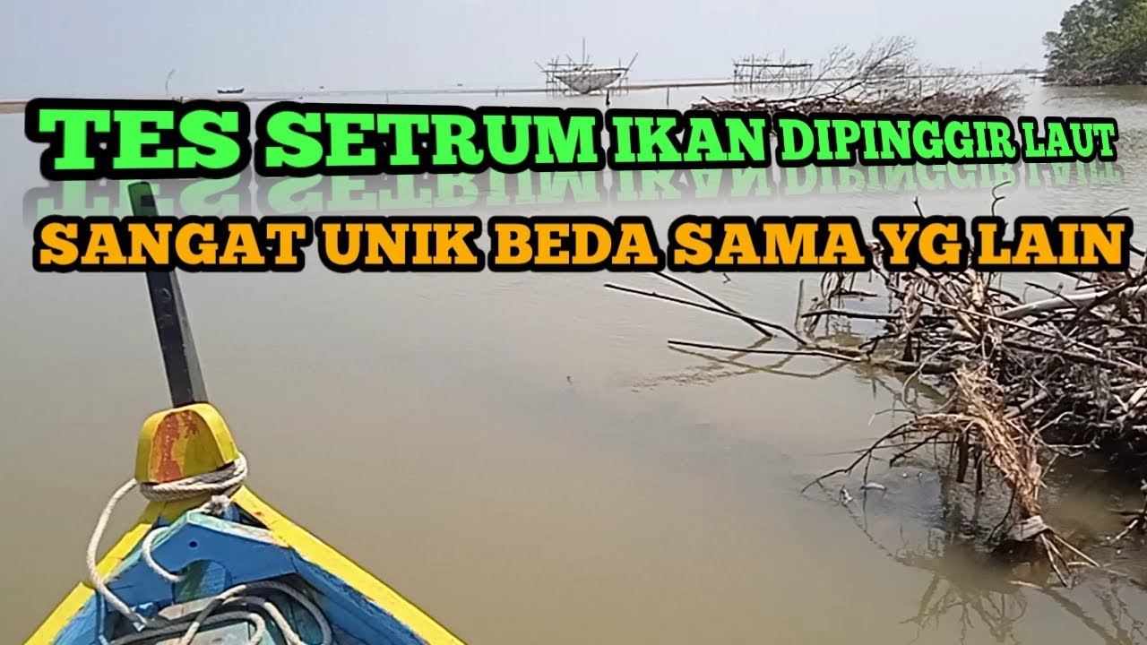 Setrum Ikan Khusus Laut/Muara - YouTube