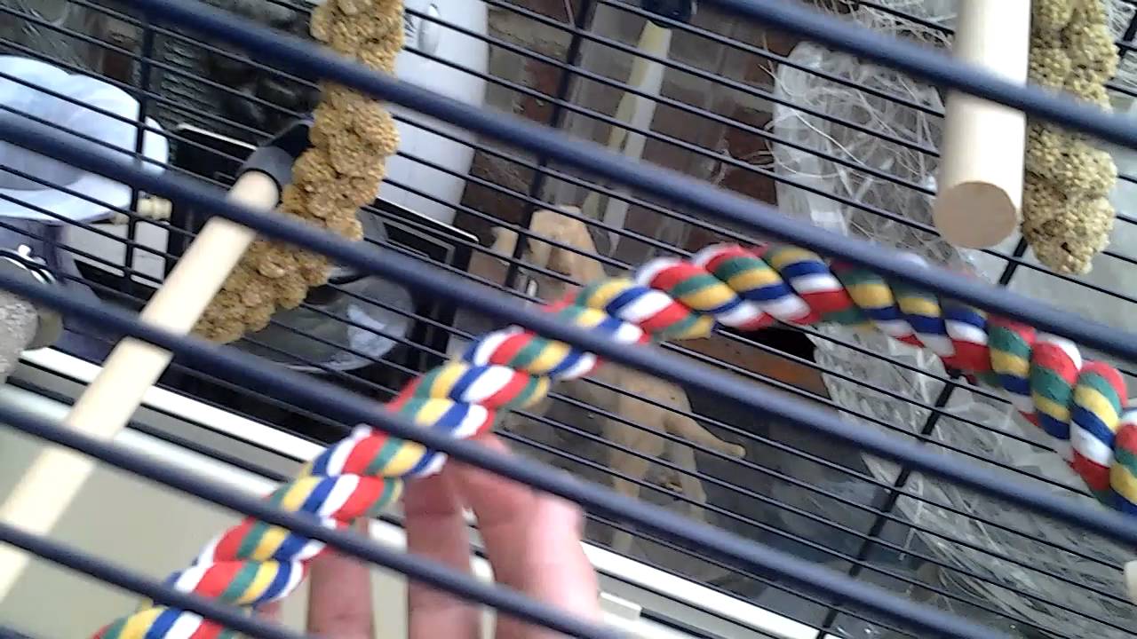 How to setup a budgie cage for 2 budgies - YouTube