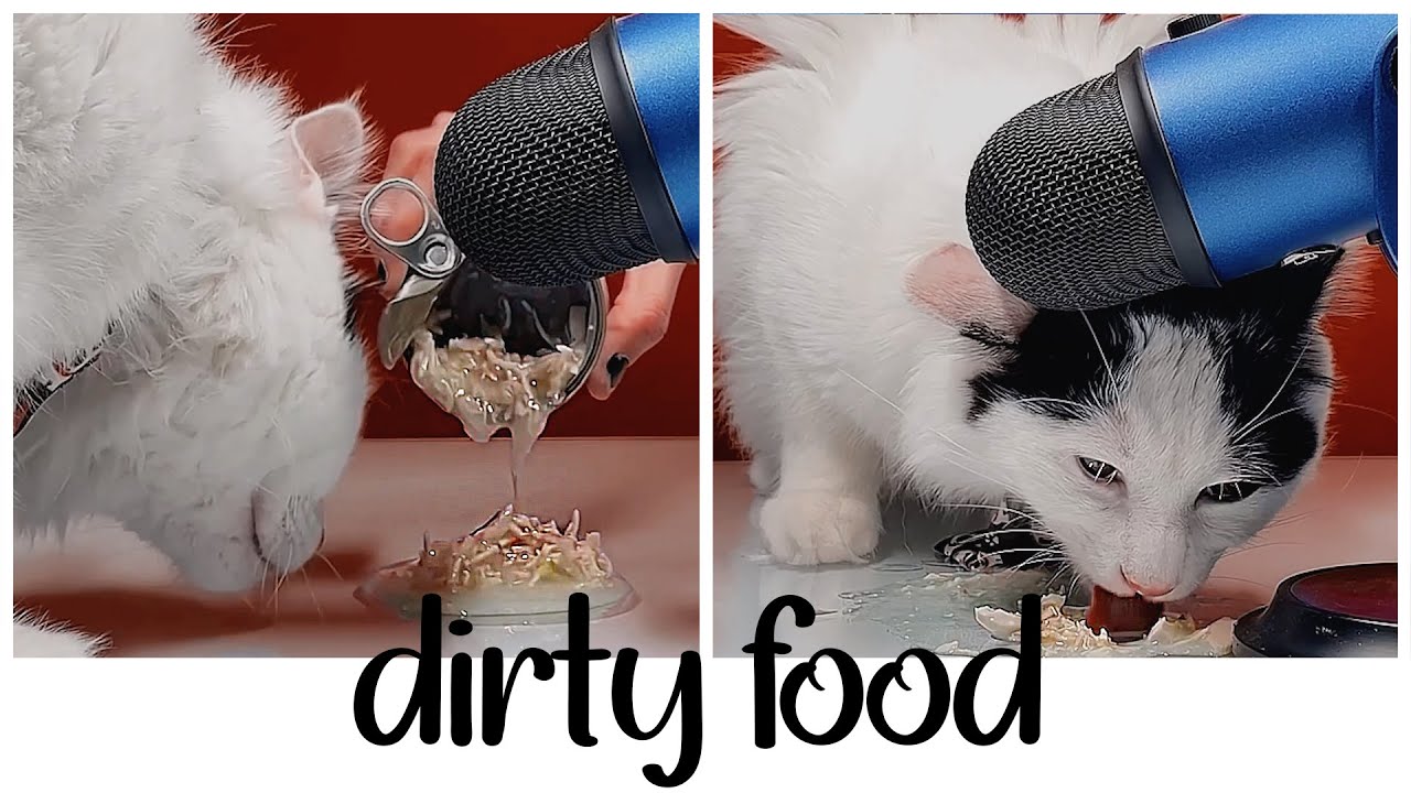 cat eating dirty food | cat eating wet food with egg ASMR | PET ASMR ...