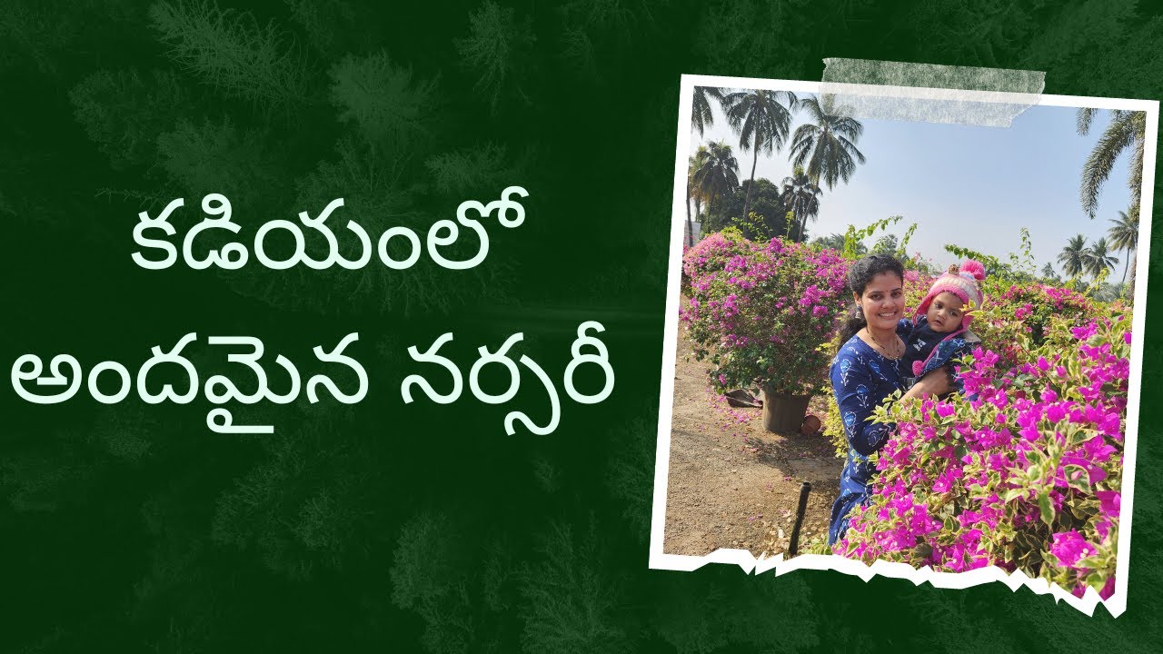Nursery in Kadiyam | Best place to See and Buy Beautiful Gardening ...