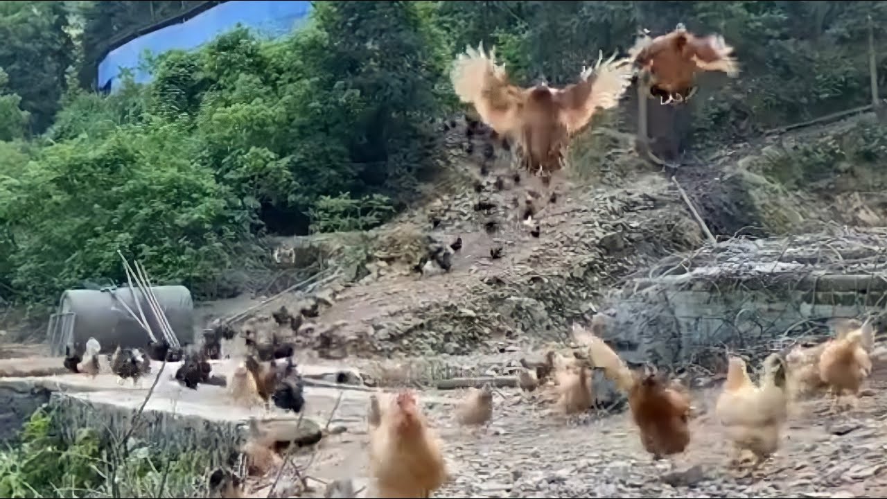 flock of chickens flying to eat - YouTube