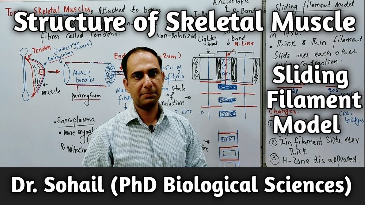 Structure of Skeletal Muscle Fiber/Cell | Sliding Filament Model ...