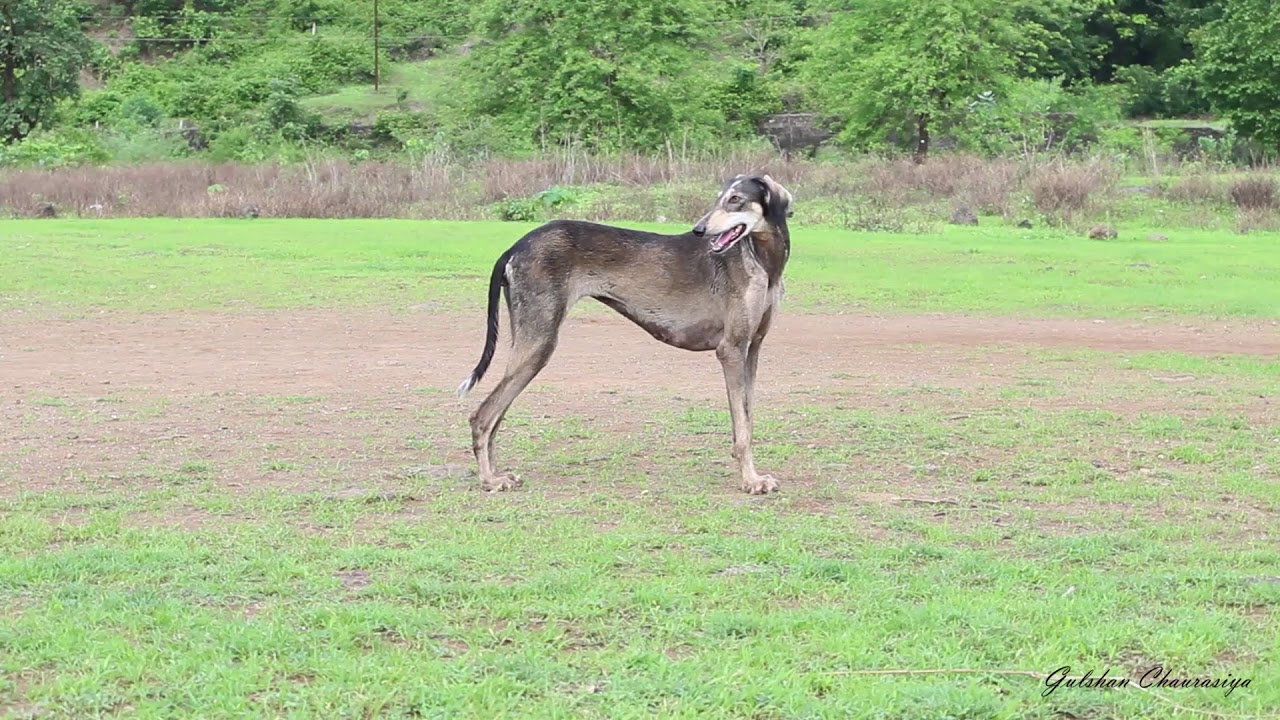 Pashmi hound ( Indian breed ) - YouTube