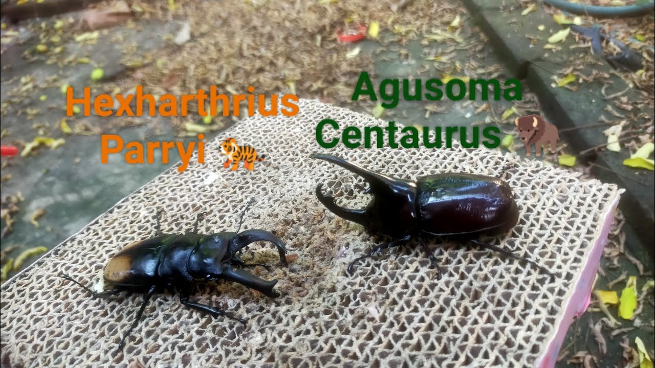 Agusoma Centaurus 80 mm. vs Hexarthrius Paryyi 78 mm. Rhinoceros beetle ...
