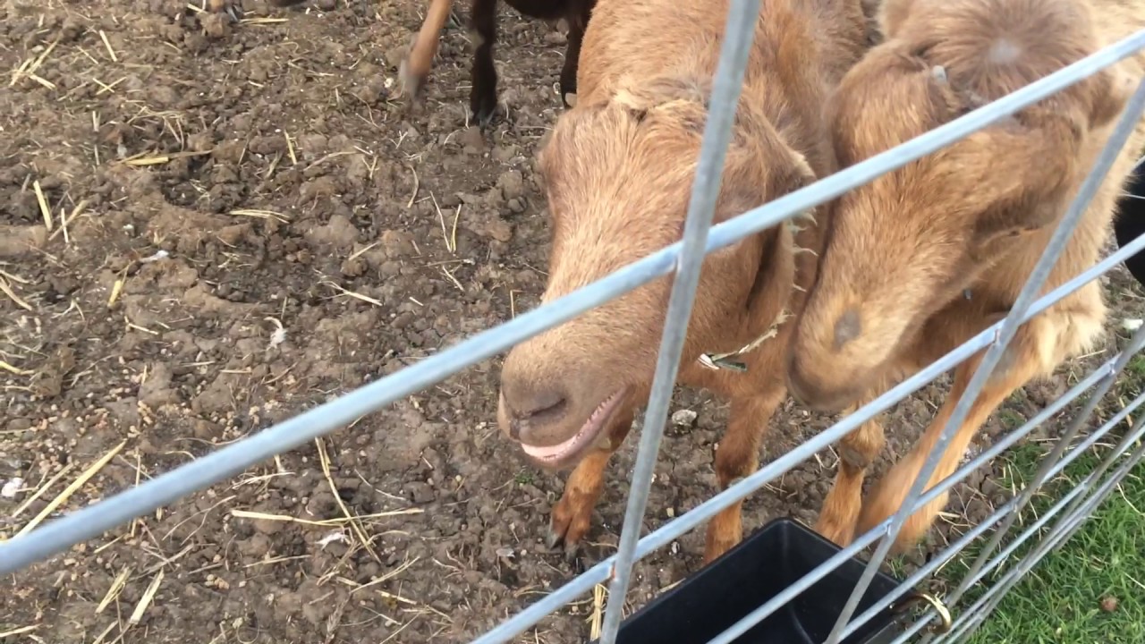 Goats panting like a dog - YouTube