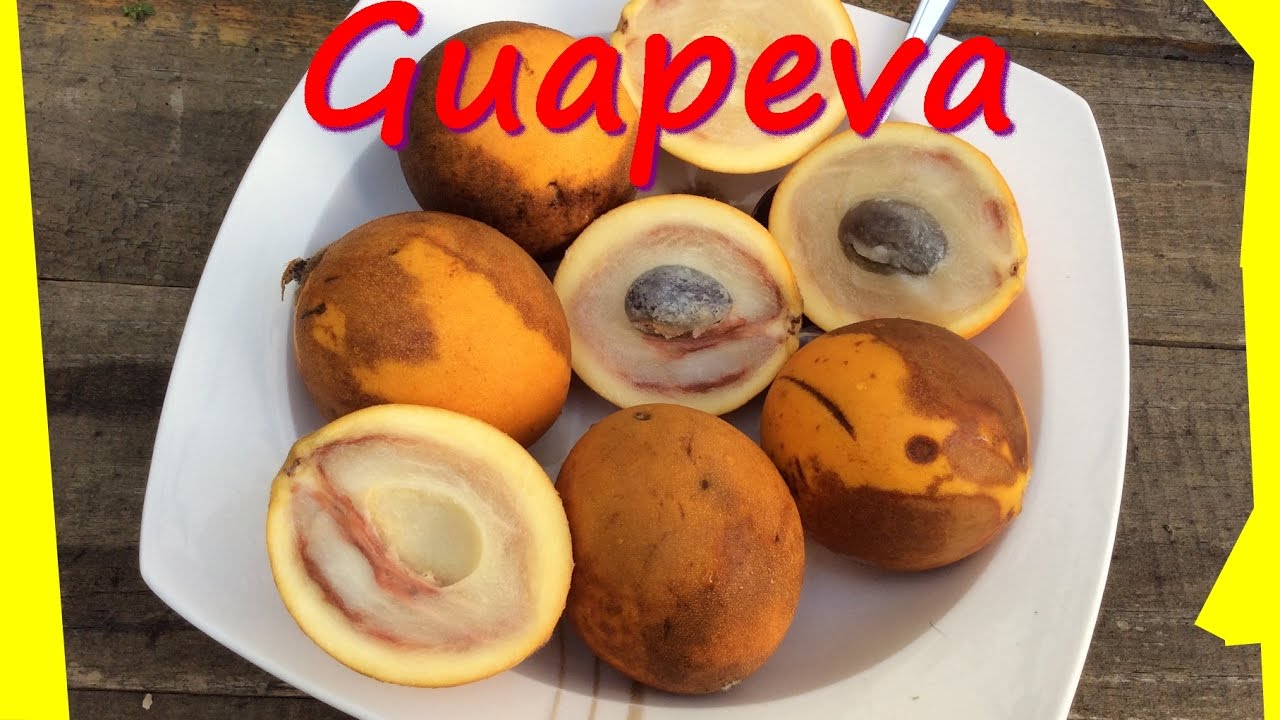 GUAPEVA, A FRUTA MAIS GOSTOSA QUE JÁ RECEBI NO VERDE NA VEIA! - YouTube