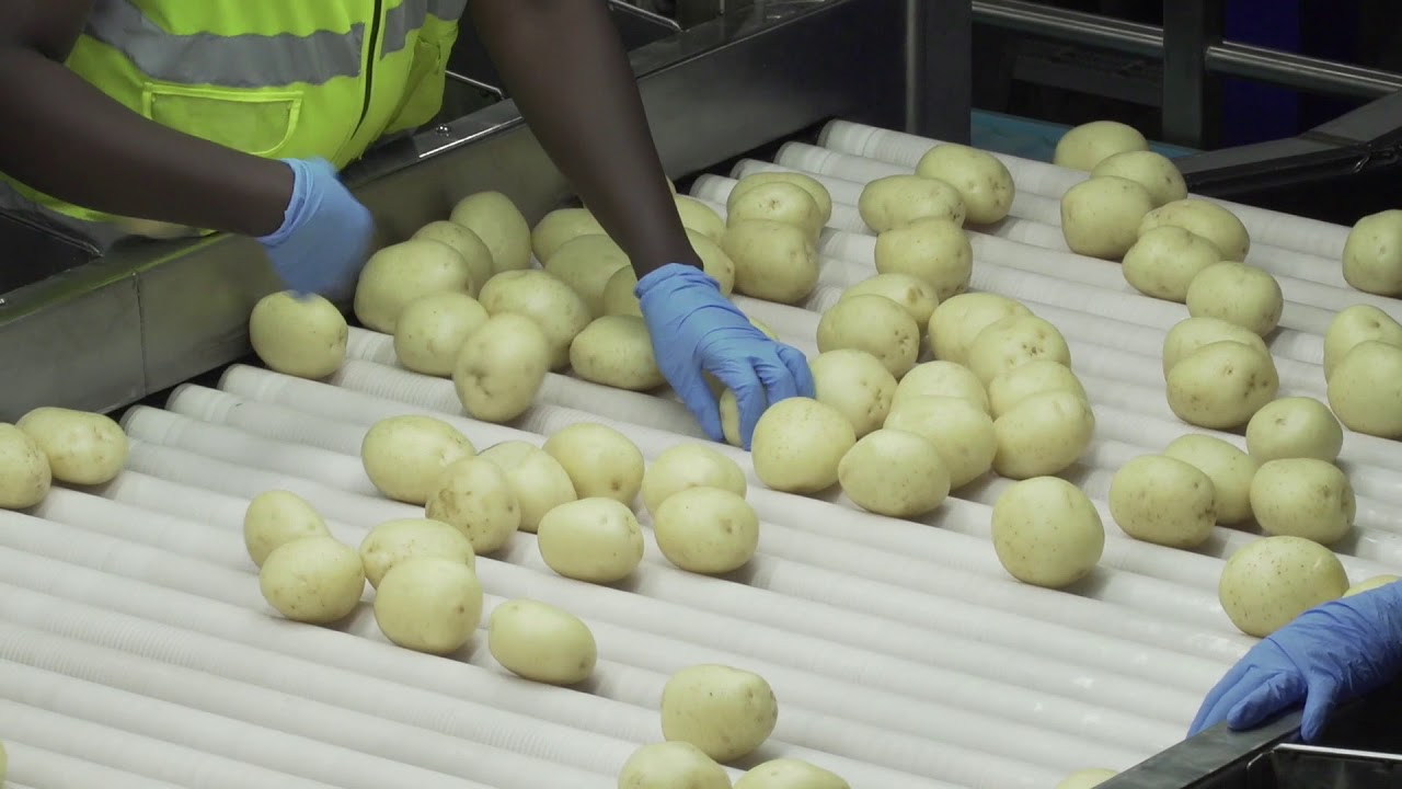 Potato Production in South Australia (2 mins) - YouTube