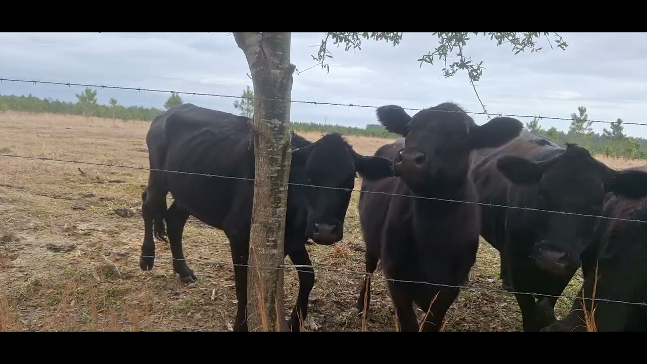 How I Keep My Cows Friendly - YouTube