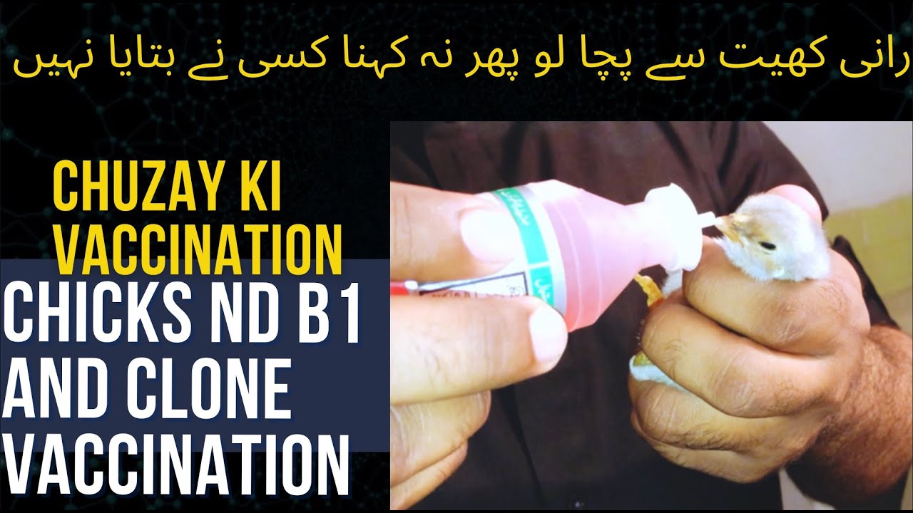 Chicks vaccination of ND IB+clone || chuzay ki vaccine || Vlog 19 - YouTube
