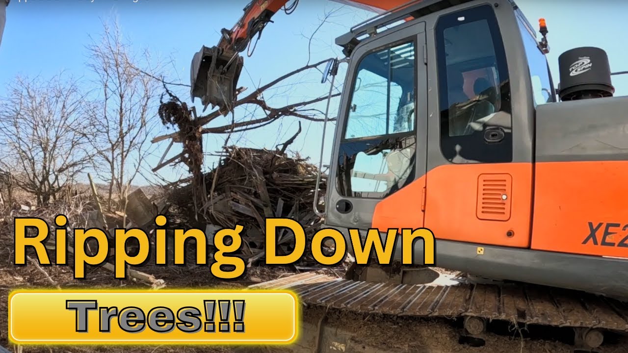 Watch As Trees Get Ripped Down Day And Night!!!! - YouTube