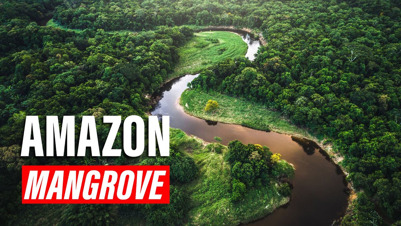 Amazon River Mangrove Forest 🌿 | Explore Brazil’s Vast Mangrove ...