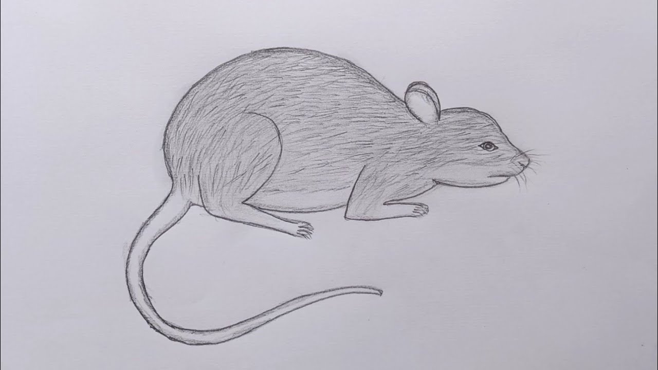 How to draw a mouse || step by step drawing - YouTube