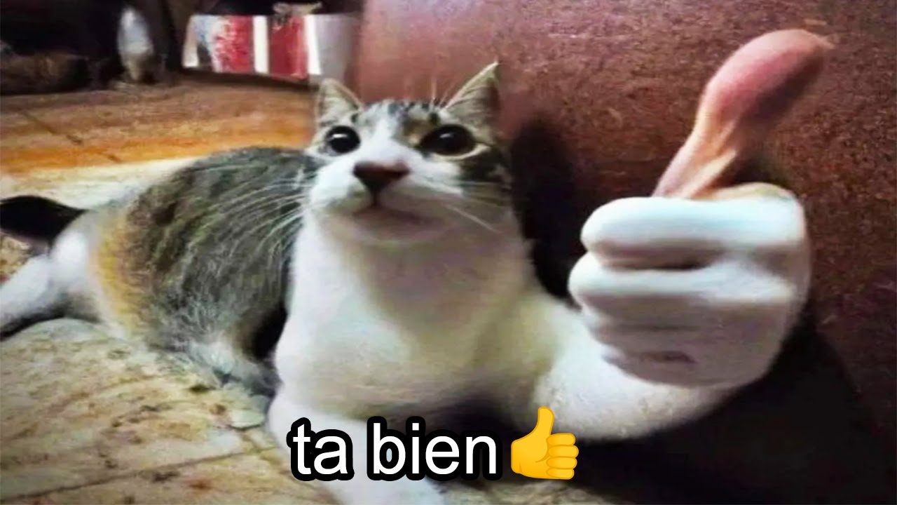 MEMES DE LA SEMANA V10 - YouTube