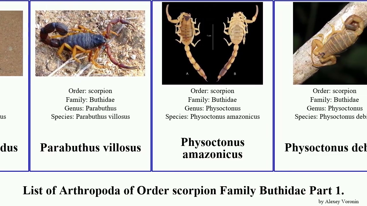 List of Arthropoda of Order scorpion Family Buthidae Part 2. tityus ...