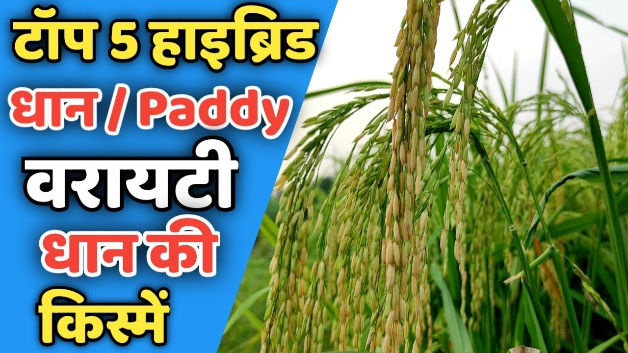 धान की टॉप 5 वैरायटी । Dhaan ki Variety । Dhaan ki kheti / Paddy Seed ...