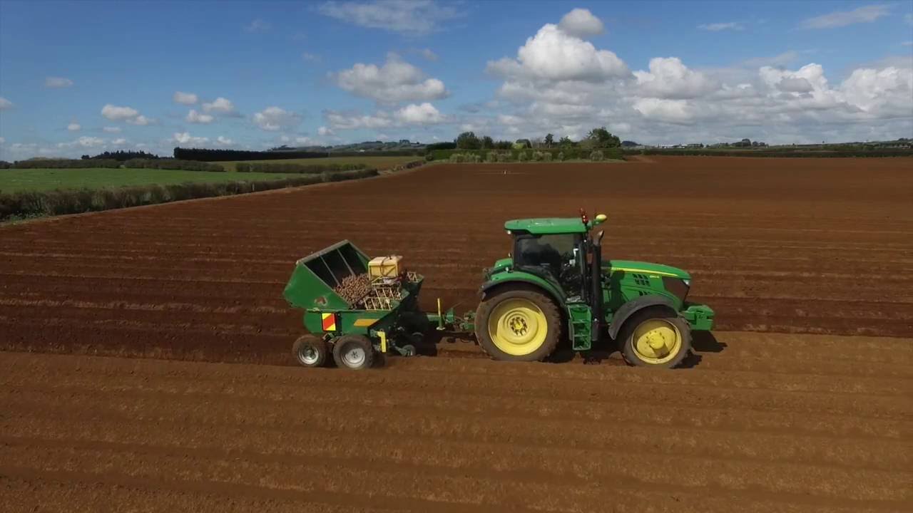 Wilcox Perlas New Season Potatoes : How we grow, harvest and pack them ...