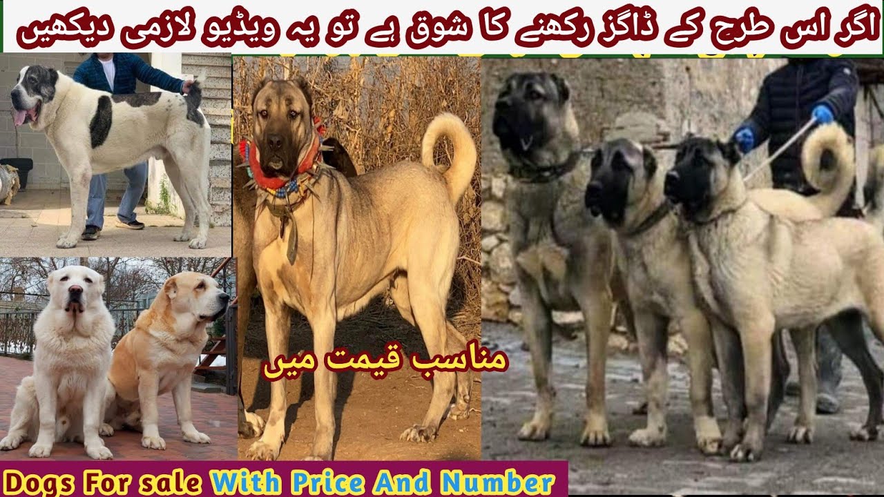 Turkish Kangal Dog Setup in Peshawar Pakistan | Security Dog | pk ...