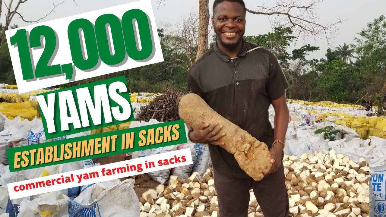 COMMERCIAL YAM FARMING IN SACKS/ Step by step process how to plant yam ...