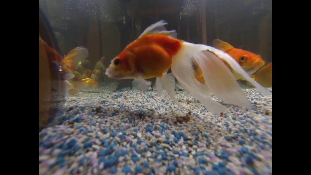 [HD] Inside of the goldfish aquarium / Japon Akvaryumu sudan görünüm ...