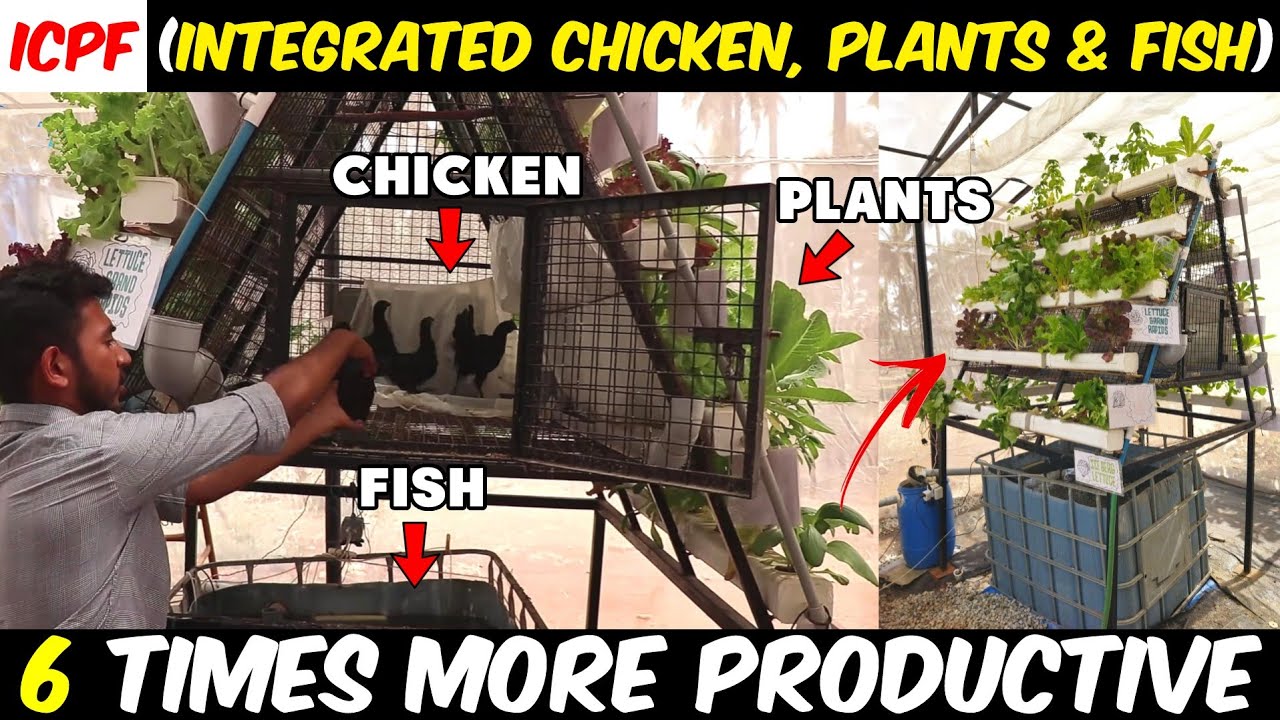 Integrated Chicken, Plant and Fish Farm (ICPF) | Aquaponics for ...